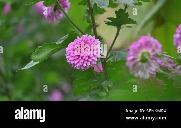 Chrysanthemums flowers in a blurry background. sometimes abbreviated to ...