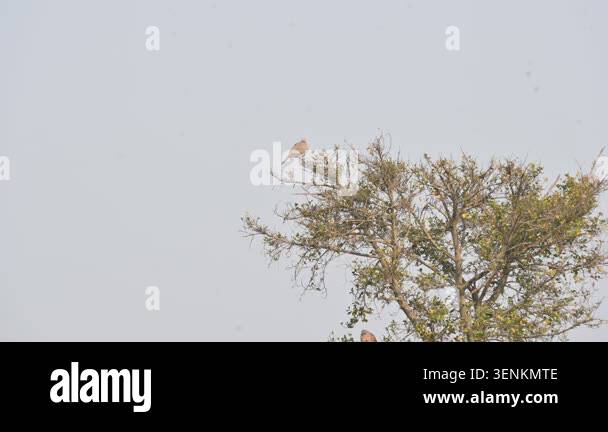 Eurasian collared dove perched on the branch of a tree. Its common name ...