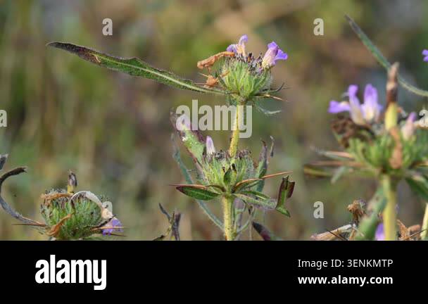 Hygrophila auriculata plant. Itis a herbaceous, medicinal plant in ...