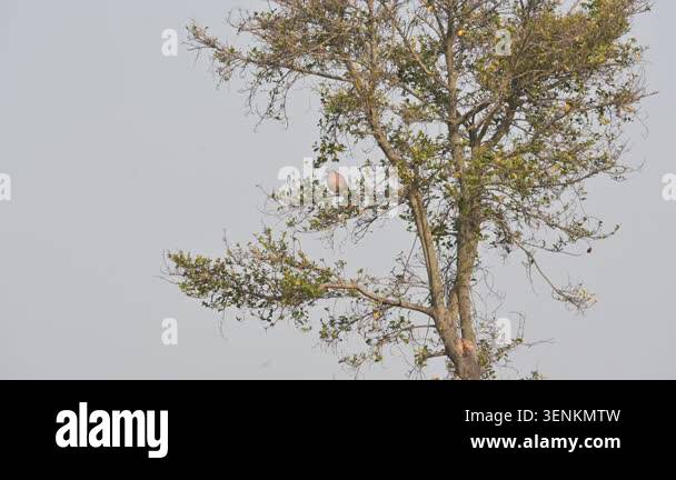 Eurasian collared dove perched on the branch of a tree. Its common name ...