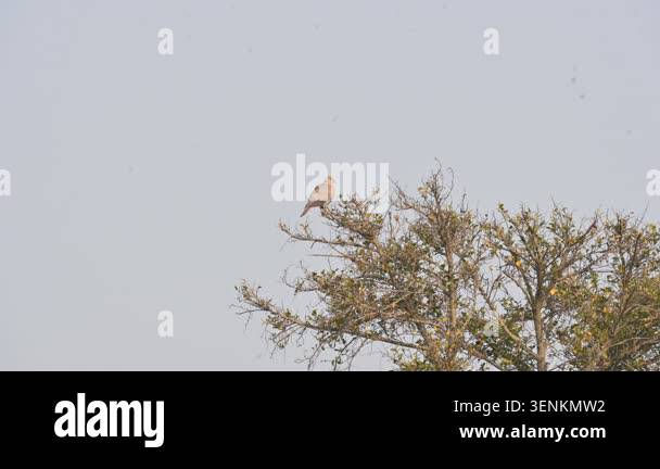 Eurasian collared dove perched on the branch of a tree. Its common name ...