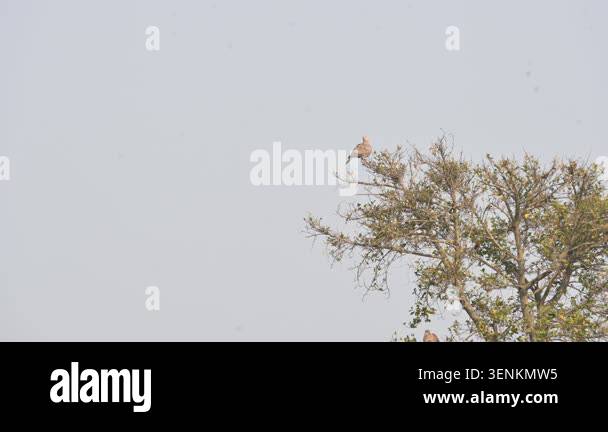 Eurasian collared dove perched on the branch of a tree. Its common name ...