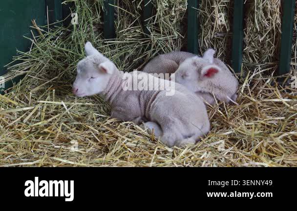 Two Newborn Baby Lambs Laying in Straw at Animal Farm Stock Video ...