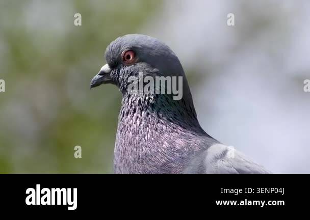 City pigeon resting on a tiled roof during the day Stock Video Footage ...