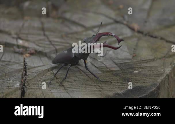Lucanus cervus Linnaeus beetle stands motionless in a threatening pose ...
