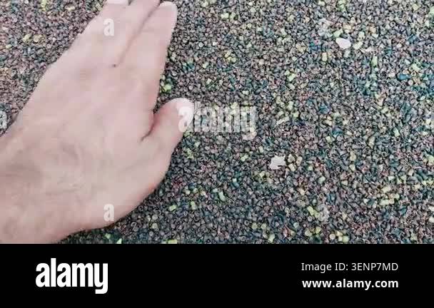 Close Up Shot Of Unripe Jamun Fruits Dropped By Severe Heatwave Stock ...