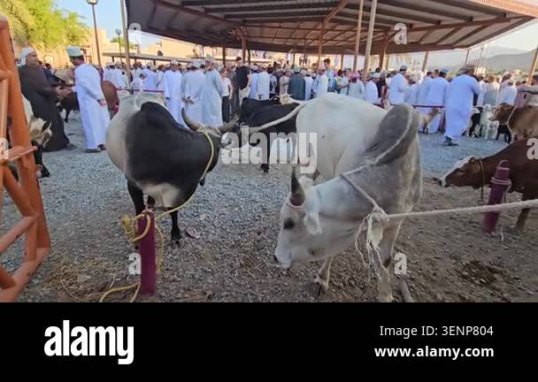 Nizwa, Oman - October 25, 2024: Omani men traditionally dressed ...