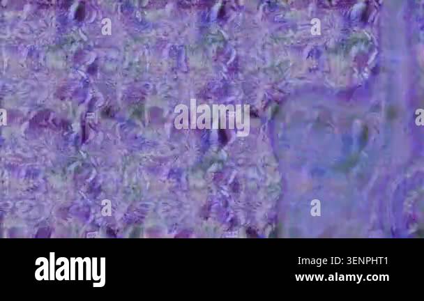 Motion footage background with colorful elements. Flowers. Vintage ...