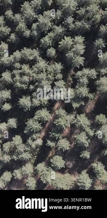 Aerial drone environment natural climate forest trees high quality ...