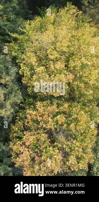 Aerial view of forest drone shot flying over spruce conifer treetops ...
