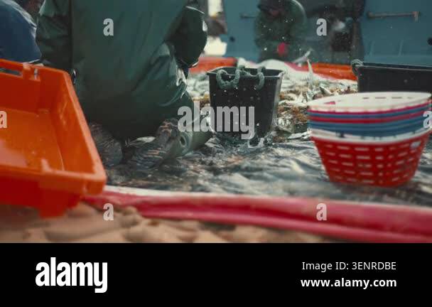 Fishermen in waterproof gear sorting the daily catch of fresh fish into ...