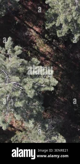 Aerial drone environment natural climate forest trees high quality ...