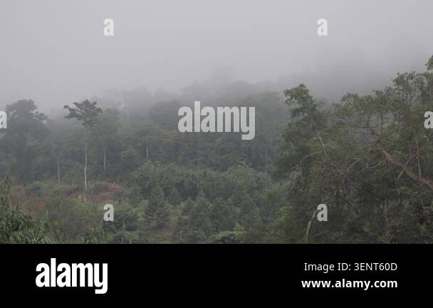 An atmospheric morning view over a young tropical durian and rubber ...