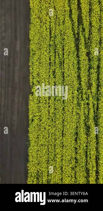 Road with cars through field aerial view of spring rapeseed flower ...