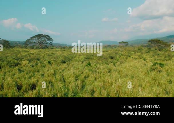 Vibrant green tropical savanna stretches toward distant Costa Rica ...