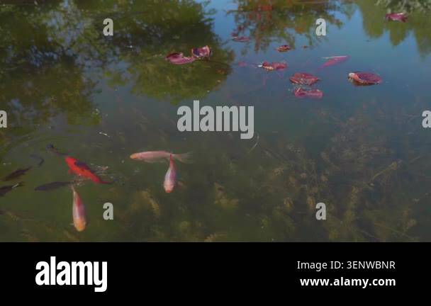 Colorful koi fish swimming in a pond with green algae. High quality 4k ...