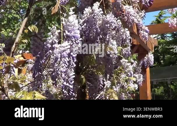 Wistaria flowers purple colour Stock Video Footage - Alamy