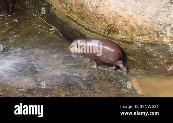 Cute baby pygmy hippo Moo Dang, Moo Deng's niece, walking out of a ...