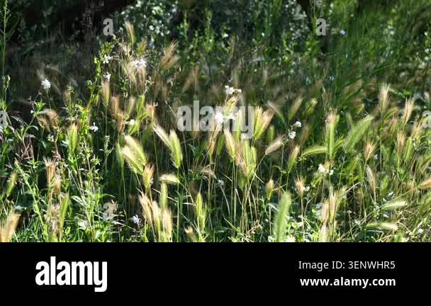 all grasses sway gently in sunlight. Wildflowers bloom among green ...