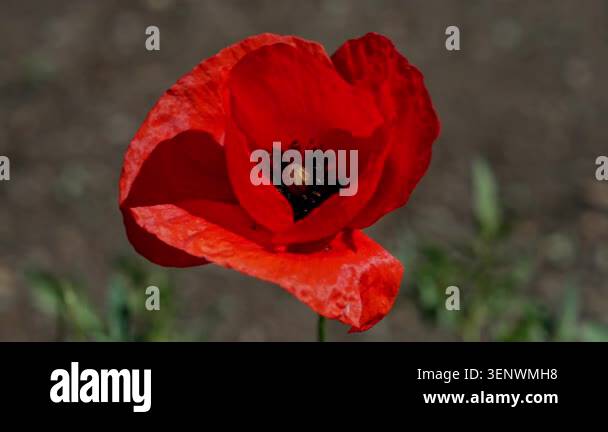 Close up of red poppy flower swaying gently in the wind. Vibrant ...