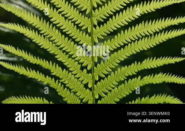 Fern leaf illuminated by sunlight. Green foliage, botanical detail ...