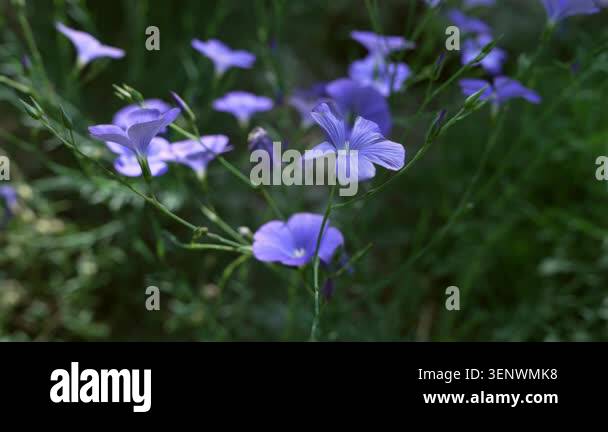 Delicate blue flowers of Narbonne flax, Linum narbonense, blooming in ...