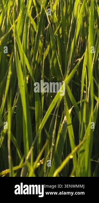 Sunlit green grass with sparkling dew drops in the early morning ...