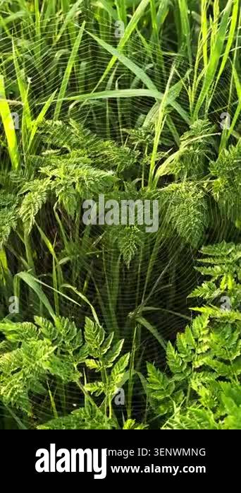 Delicate spider web stretched across lush green grass in soft natural ...