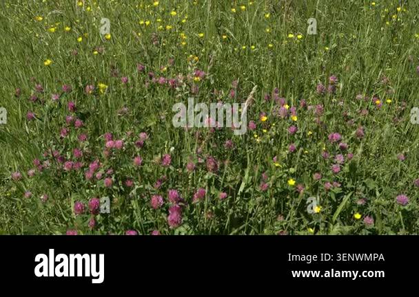 Green meadow with lush grass, wildflowers and blooming clover in ...