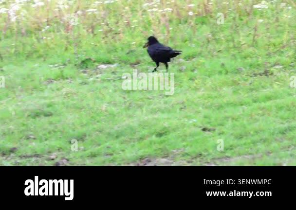 The crow pecks for food in the disturbed ground, carrion crow walks ...