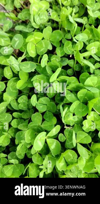 Vertical mobile video of a green clover plant. Fresh greenery. Summer ...