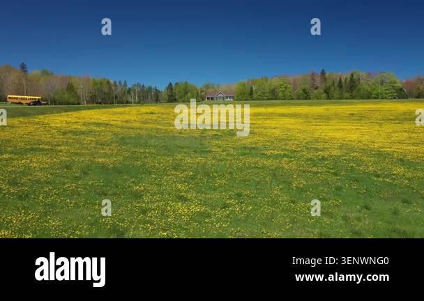 Aerial view of dandelion fields in spring on Prince Edward Island ...