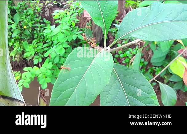 The footage shows a group of ants working on a tree branch, with a ...