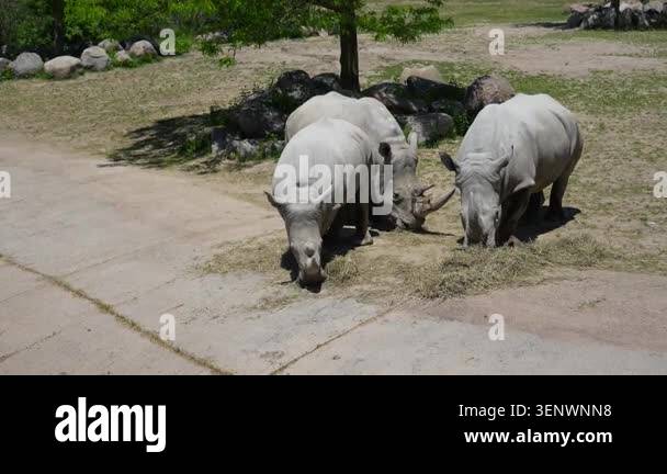Two white rhinoceroses stand in a grassy enclosure, grazing near dry ...