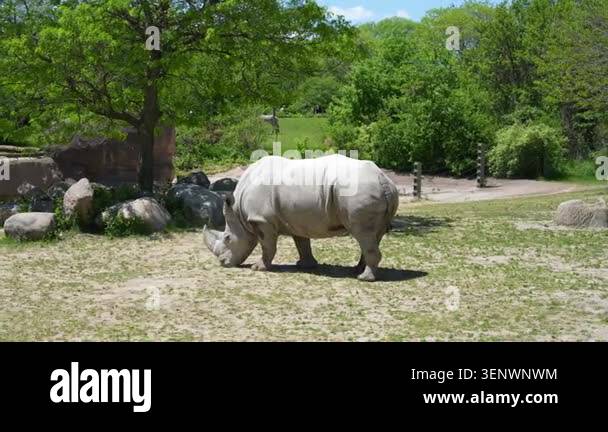 A white rhinoceros stands on a grassy ground and grazes inside an ...