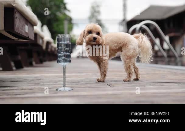 Small poodle dog standing on a wooden poolside deck next to an empty ...