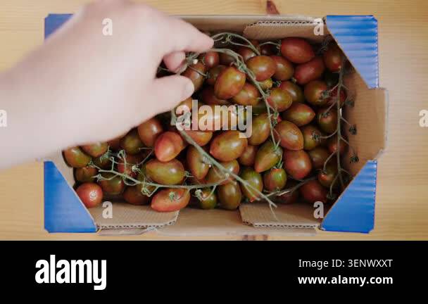 Persons hand adding fresh organic cherry tomatoes into a cardboard ...