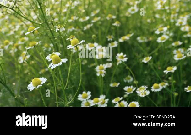 White daisies with yellow centers fill the frame, swaying gently in a ...