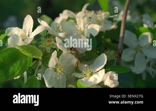 Close-up view of a bee interacting with white apple blossoms on a ...