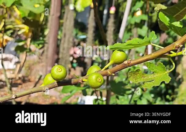 Fresh green common figs growing on a horizontal tree branch Stock Video ...