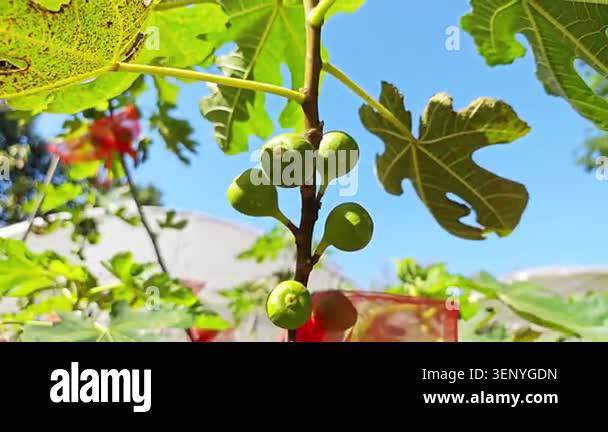 Fresh green common figs on a tree branch against blue sky Stock Video ...