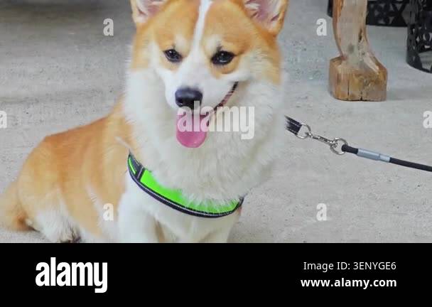 Pembroke Welsh Corgi dog licking its nose with tongue Stock Video ...