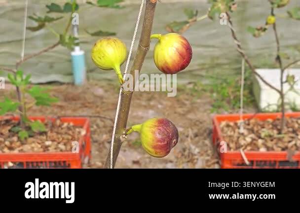 Fresh ripening common figs with reddish purple skin on a tree branch ...