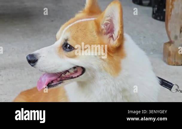 Side profile close up of a cute Pembroke Welsh Corgi dog looking Stock ...