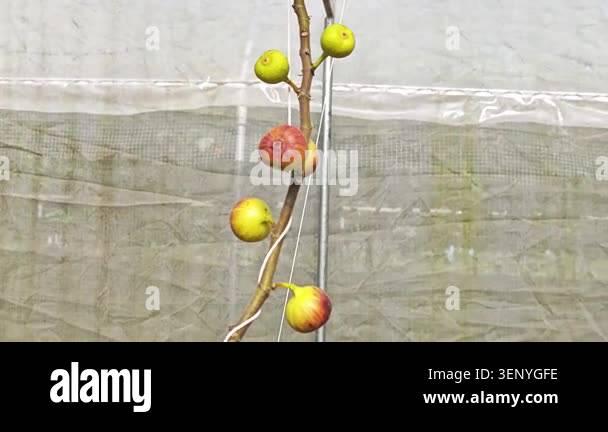 Fresh common figs in different stages of ripeness on a tree branch ...