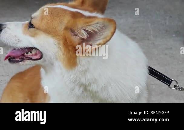 Close up portrait of a happy Pembroke Welsh Corgi dog looking up Stock ...