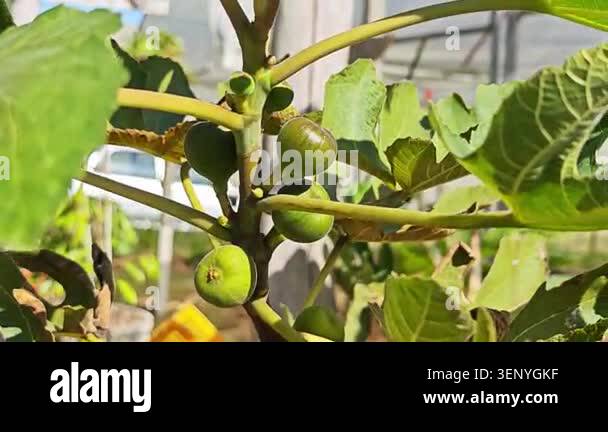 Fresh green common figs ripening on a tree branch in a greenhouse Stock ...