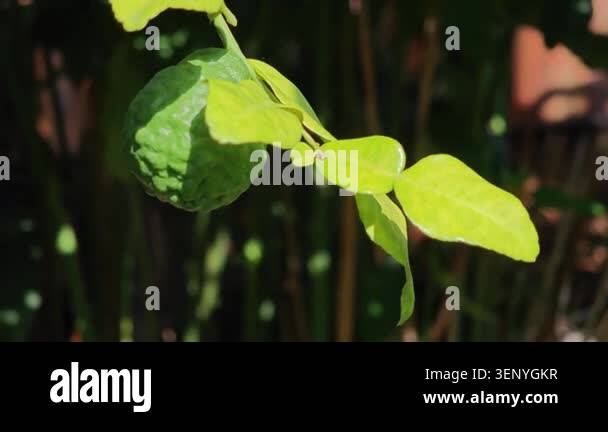 Fresh green kaffir lime fruit growing on branch on tree Stock Video ...