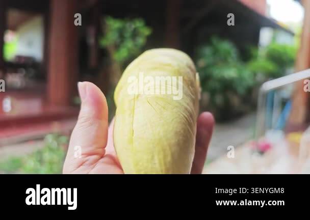 Close up of a big ripe yellow durian pulp held in hand Stock Video ...