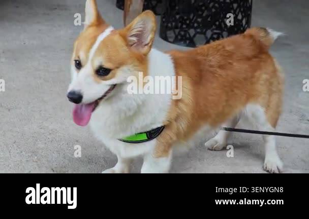 Pembroke Welsh Corgi dog standing outdoors on concrete floor Stock ...